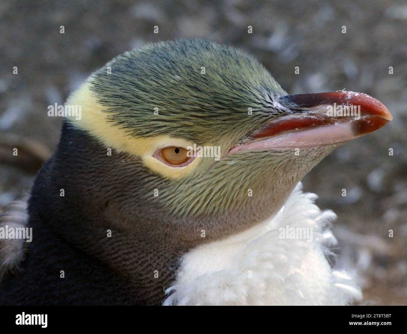 Worlds rarest penguin species hi-res stock photography and images - Alamy