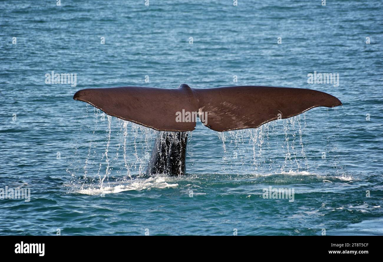 Although calves hi-res stock photography and images - Alamy