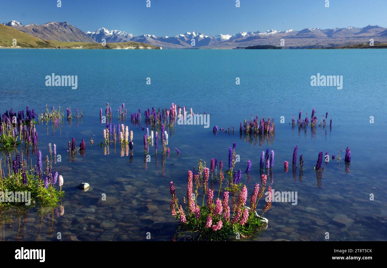 Spring. Lake Tekapo. NZ, One of the most famous times of the year on ...