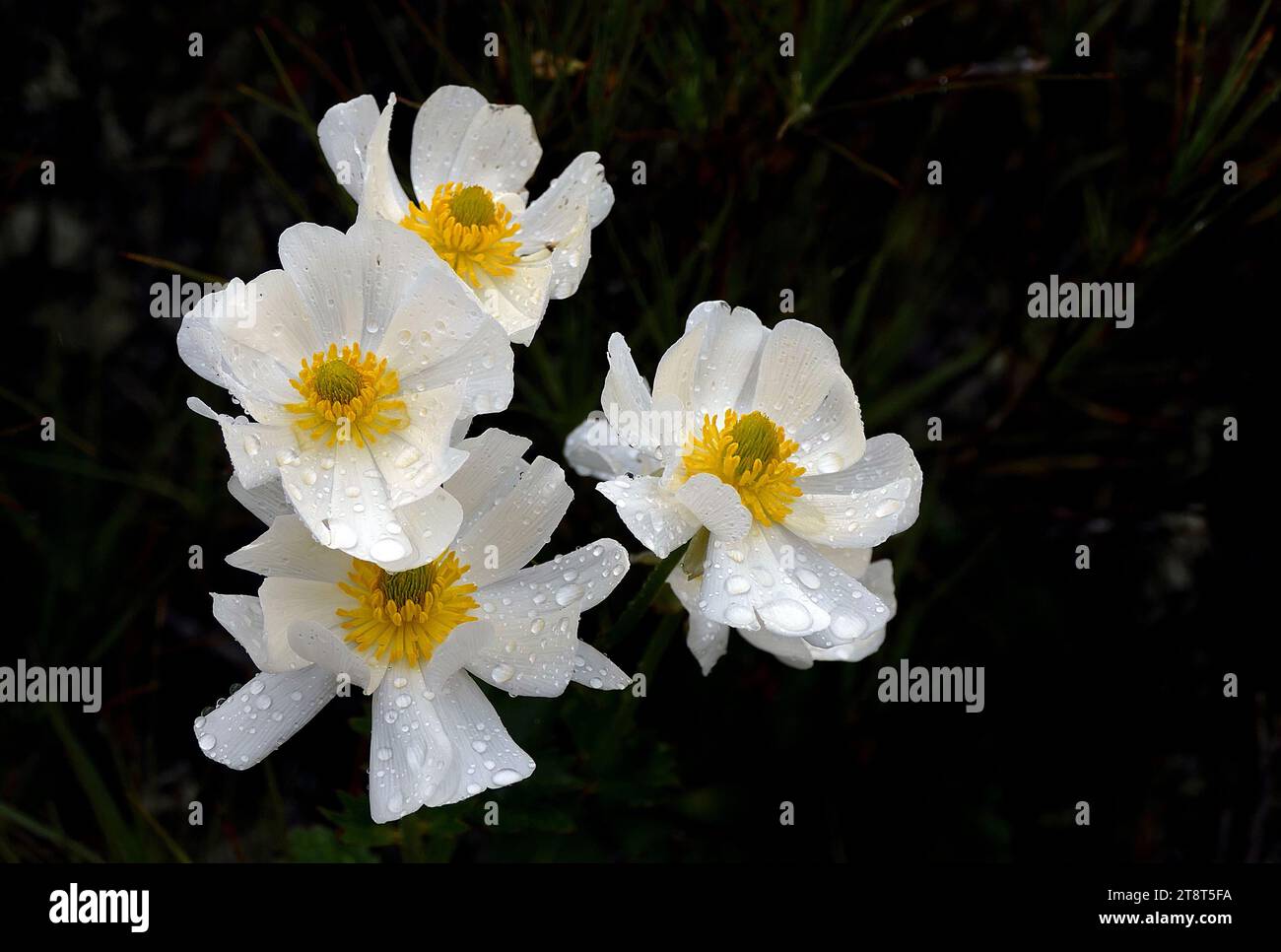 New zealand mountain buttercup hi-res stock photography and images - Alamy