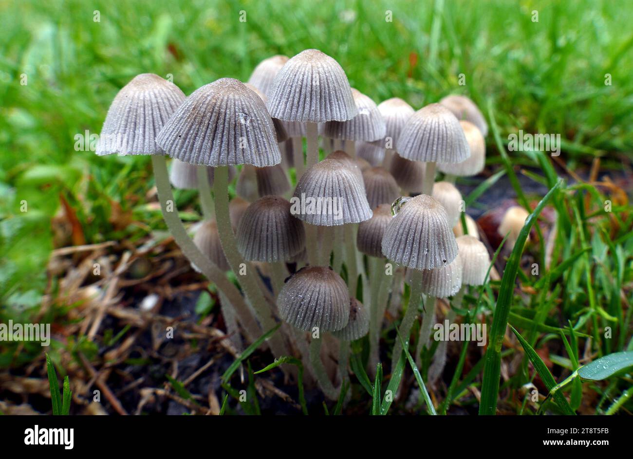 Coprinellus disseminatus (Fairies Bonnets), Coprinellus disseminatus is ...