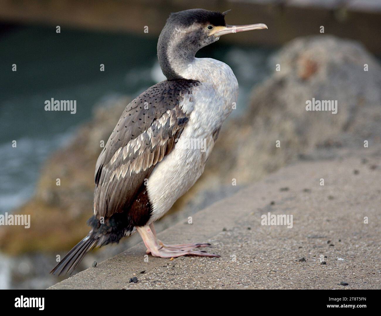 New zealand shags new zealand shags hi-res stock photography and images ...