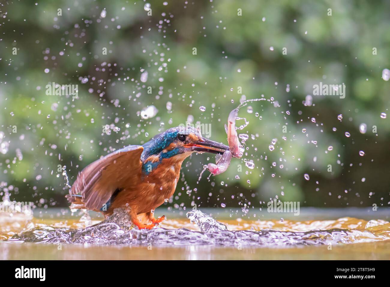 A Common Kingfisher taking off from the water to fly back to its perch ...
