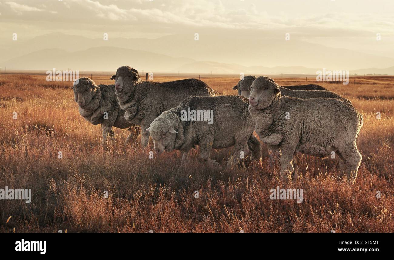 Merino Sheep, The Merino sheep is a very important and popular breed of ...