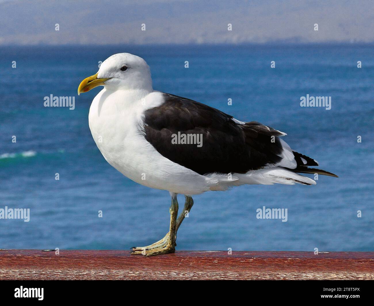 Black-backed gull New Zealand, The black-backed gull is the largest ...