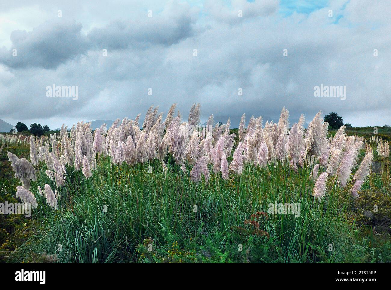 Pampas grass, Pampas is a perennial, tussock-like grass. There are two ...