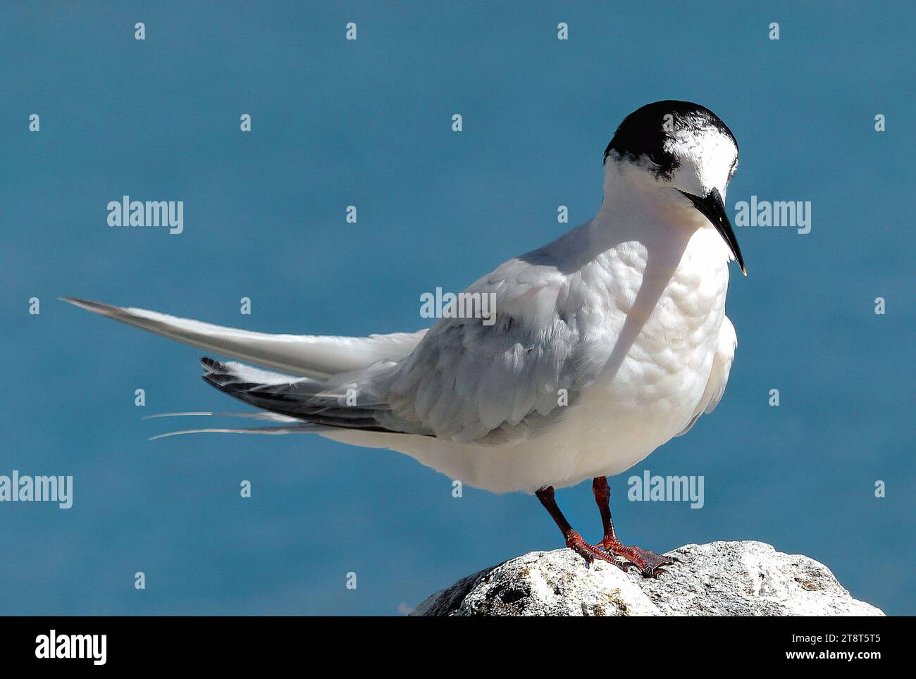 Tell apart hi-res stock photography and images - Alamy