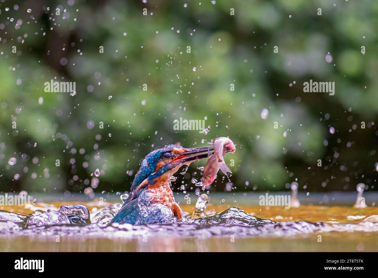 A Common Kingfisher taking off from the water to fly back to its perch ...