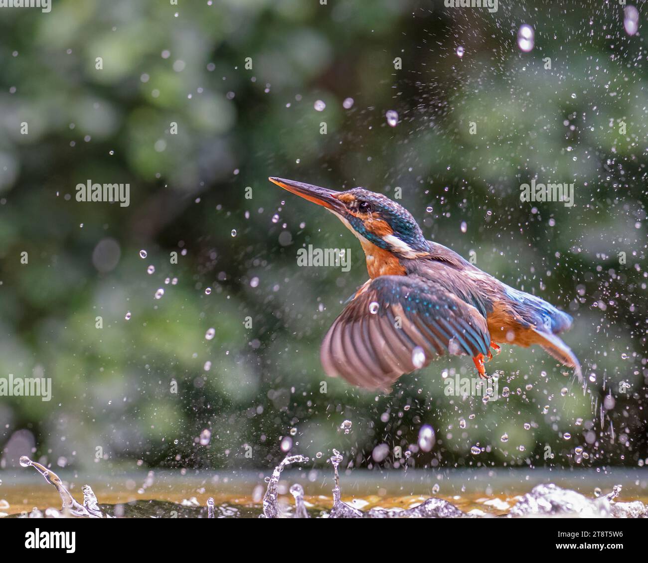A Common Kingfisher taking off from the water to fly back to its perch ...