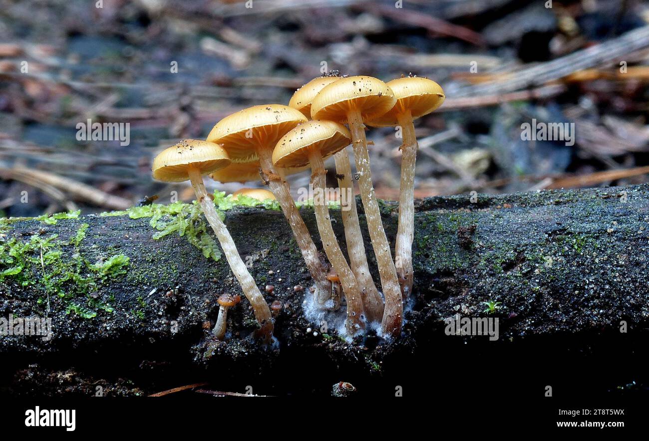 Galerina patagonica, One of the more common and easily recognised ...