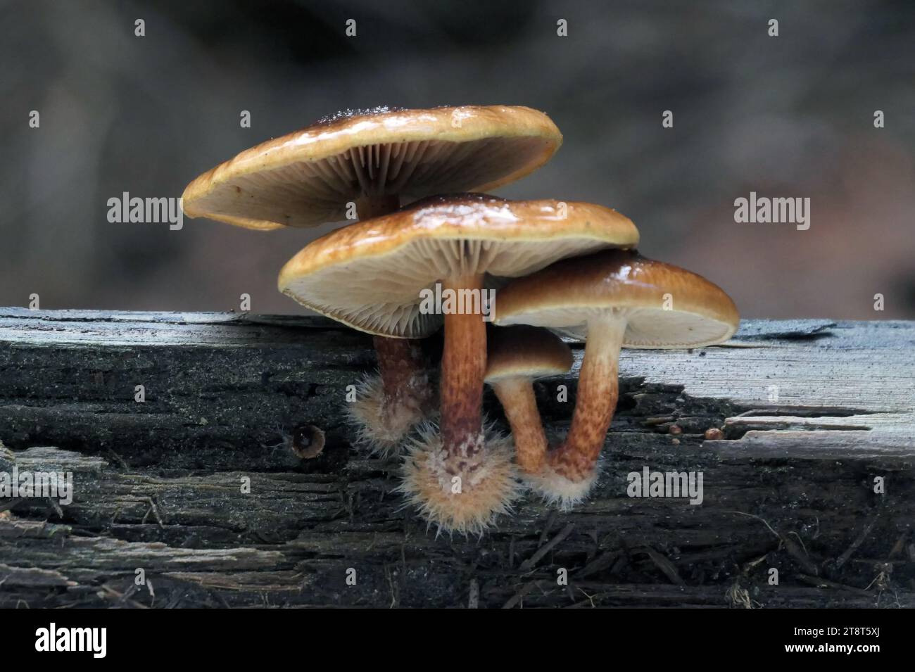 Saprobes hi-res stock photography and images - Alamy