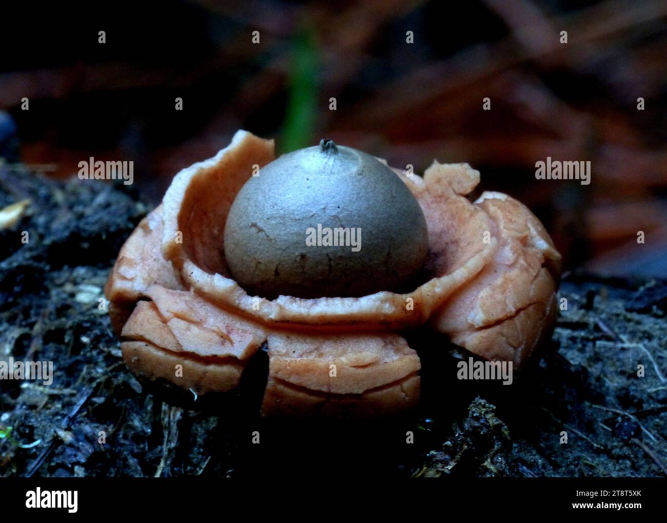 Earth star, The earthstar family is known scientifically as Geastraceae ...