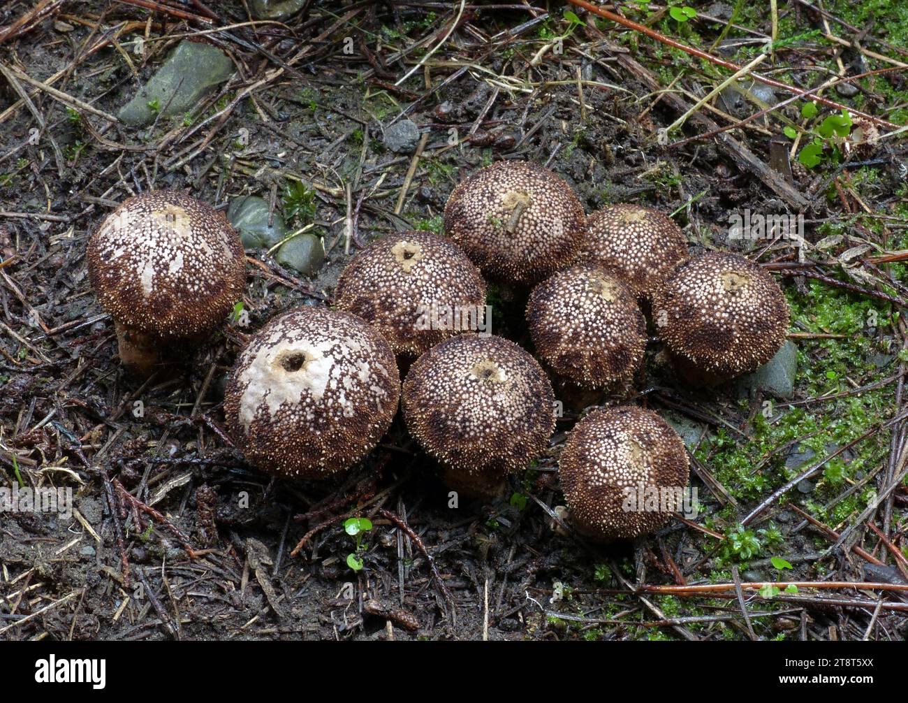 Puffballs. (Lycoperdon pyriforme), Wolf-fart Puffball, Stump Puffball ...