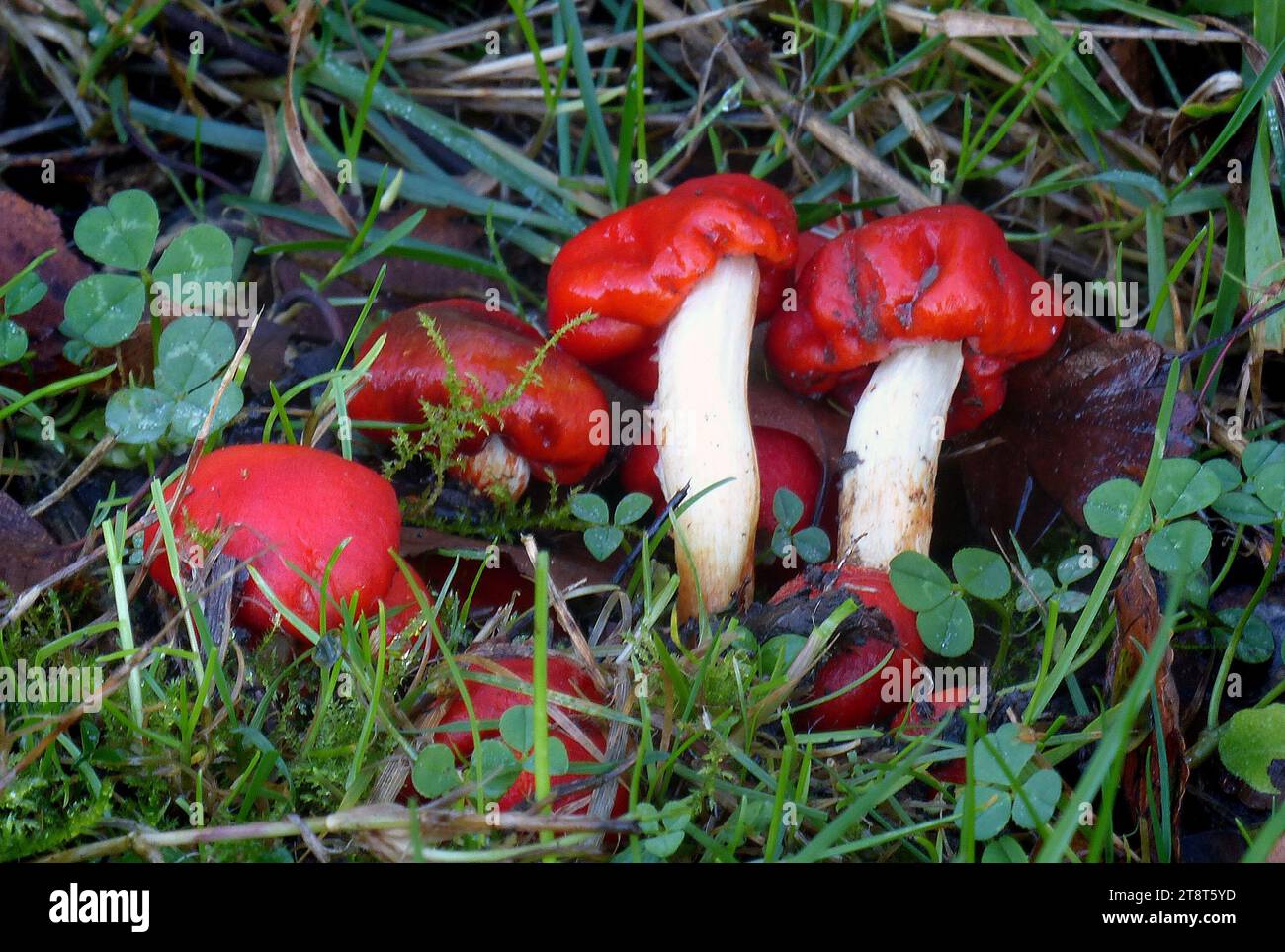 Weraroa erythrocephala hi-res stock photography and images - Alamy