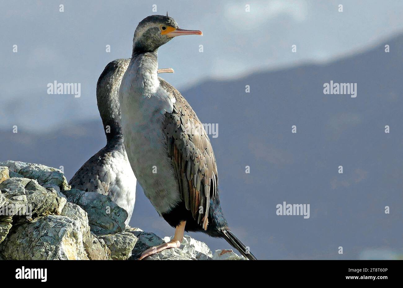 Spotted Shag NZ, The spotted shag is a medium-sized, grey-blue marine ...