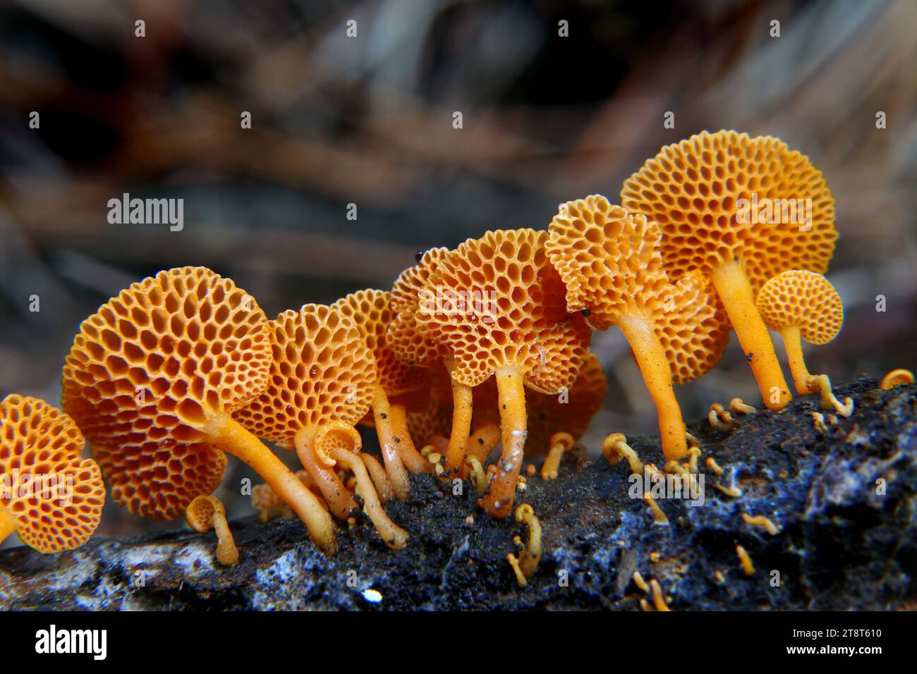 Orange pore fungus, Favolaschia calocera, commonly known as the orange ...