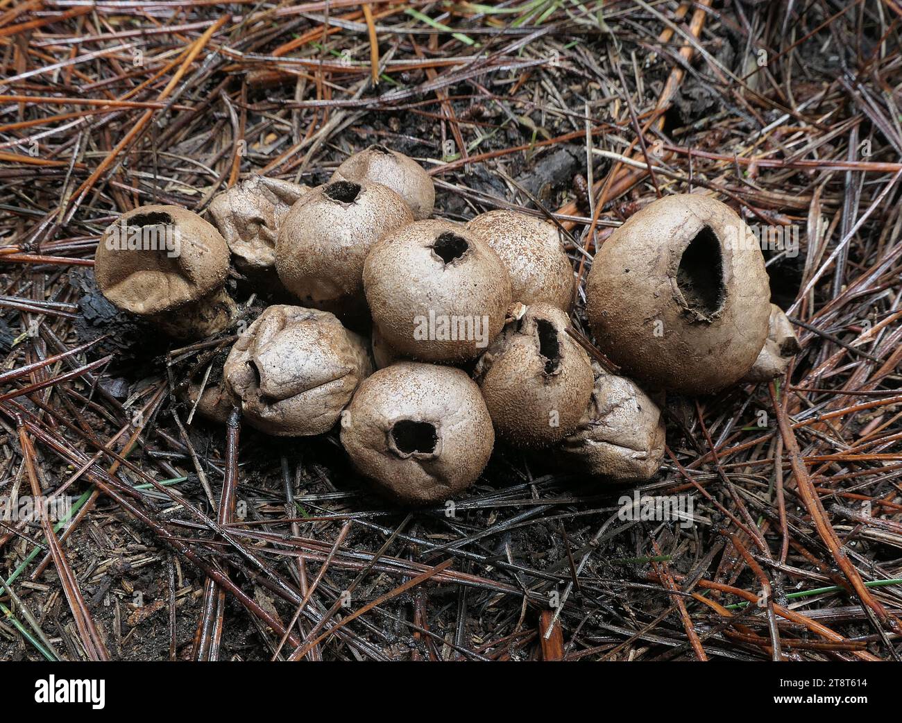 Puffballs, Puffballs are fungi, so named because clouds of brown dust ...
