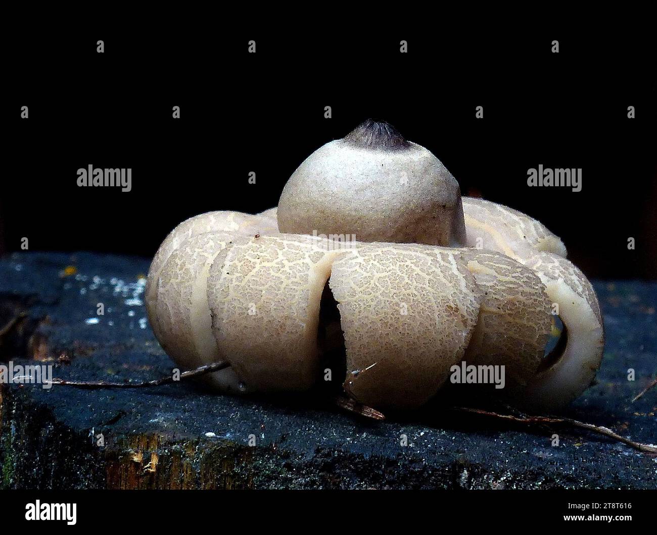 Earthstar, The earthstar family is known scientifically as Geastraceae ...