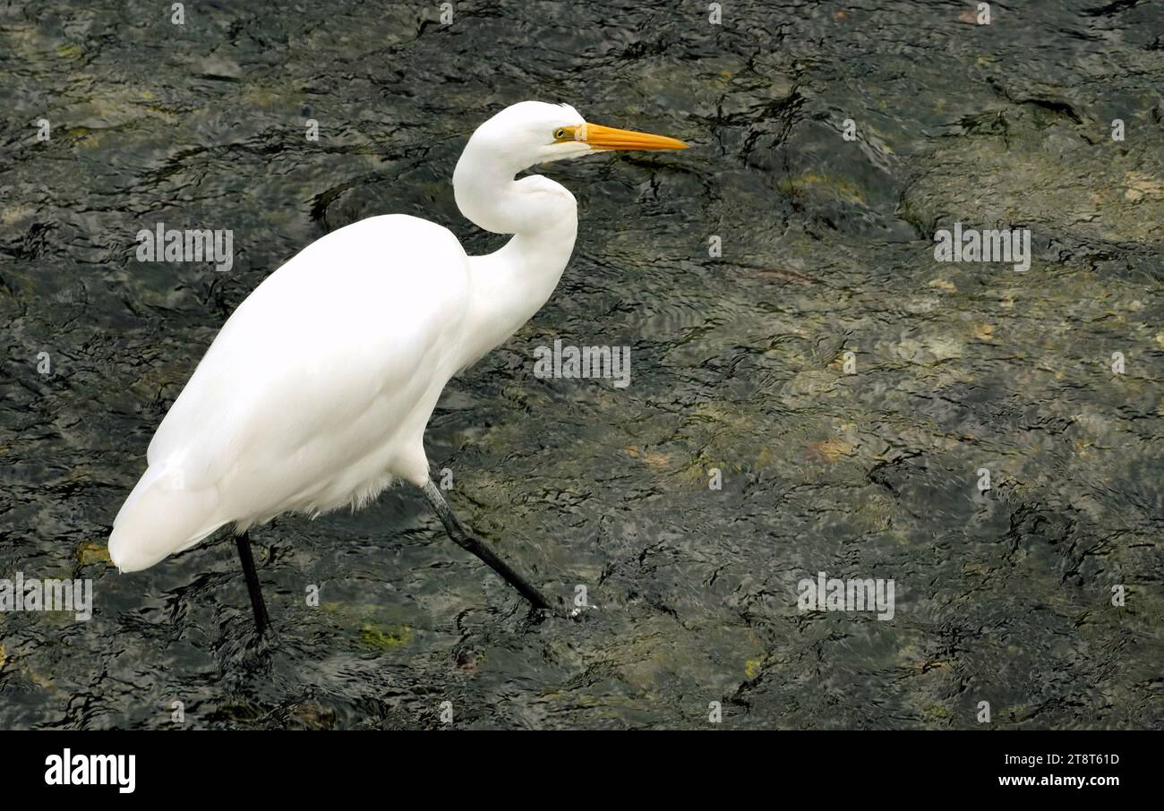 White Heron, Rare in New Zealand, with a population of just 100–120 birds, the elegant white ...
