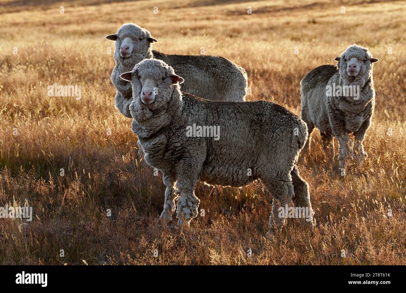 The Merino is a breed or group of breeds of domestic sheep ...