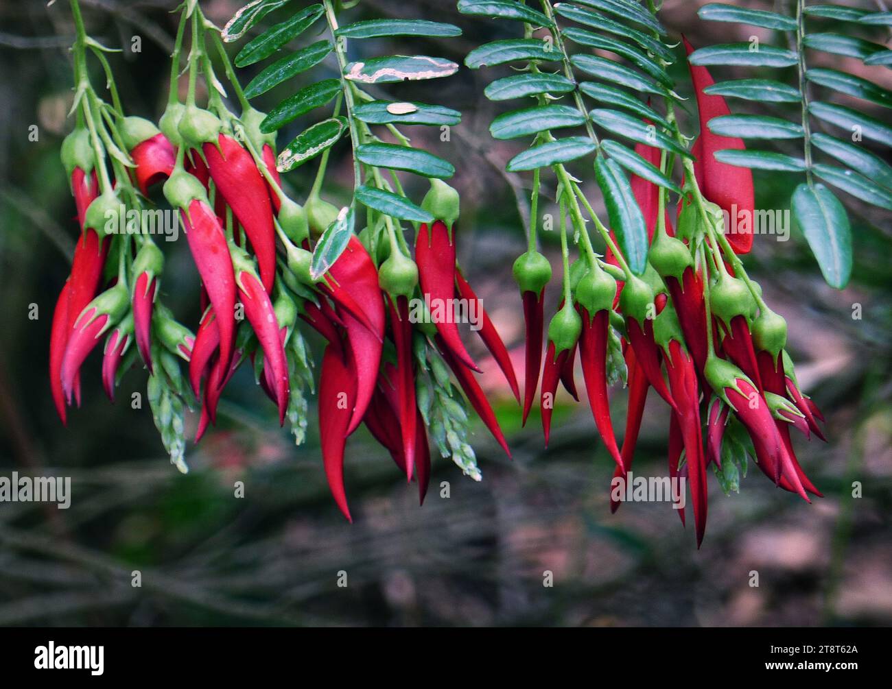 Kakabeak. (Clianthus,), Clianthus, commonly known as kakabeak, is a ...