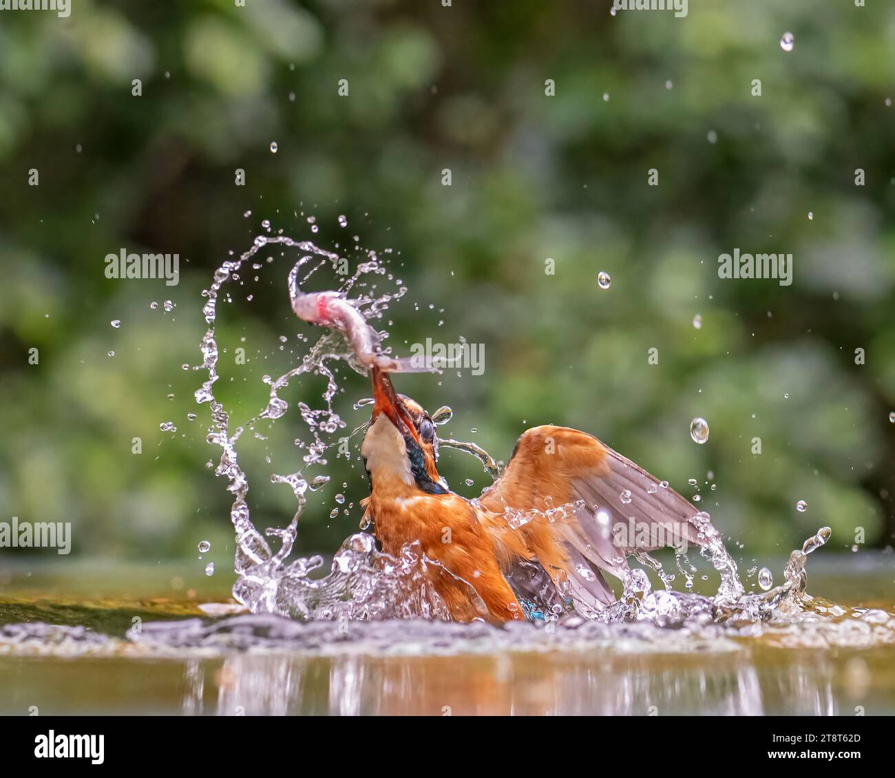 A Common Kingfisher taking off from the water to fly back to its perch ...