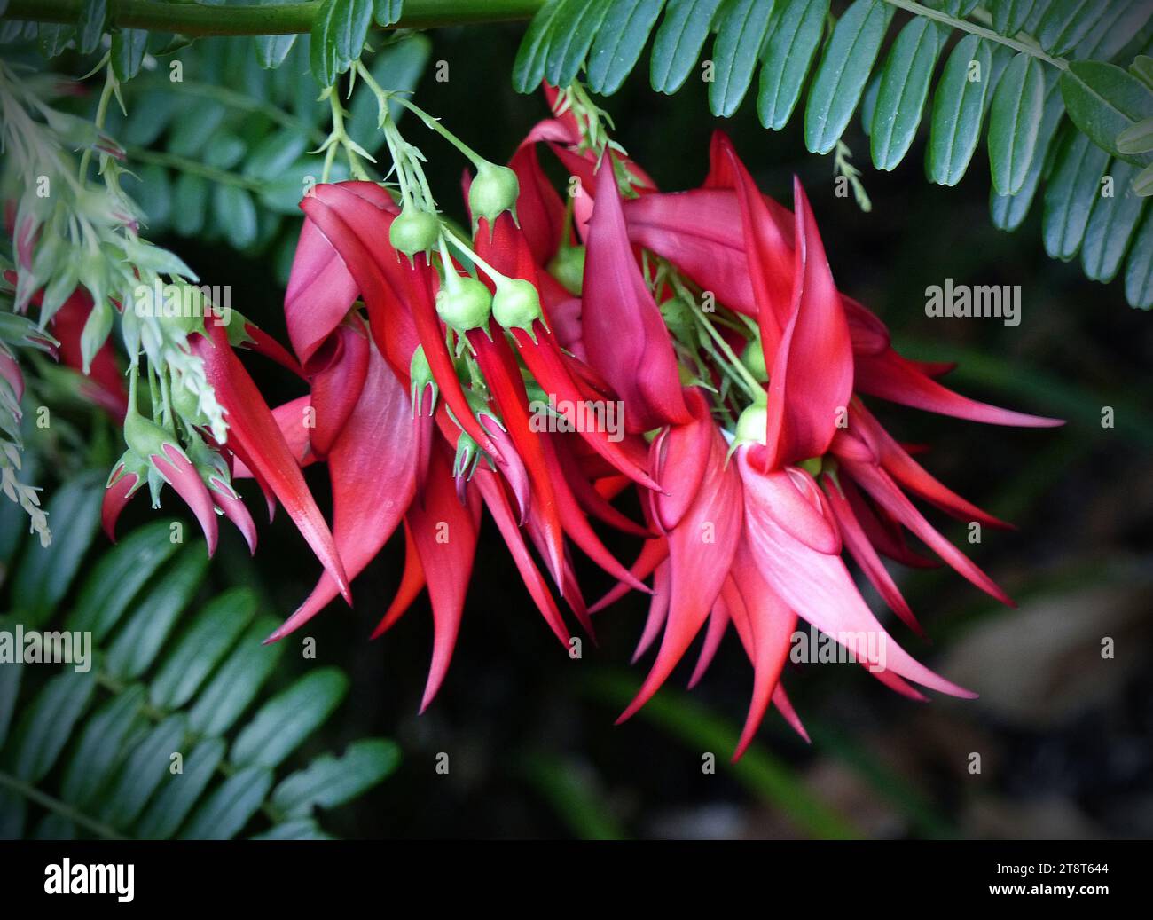 Two flowering shrubs hi-res stock photography and images - Alamy