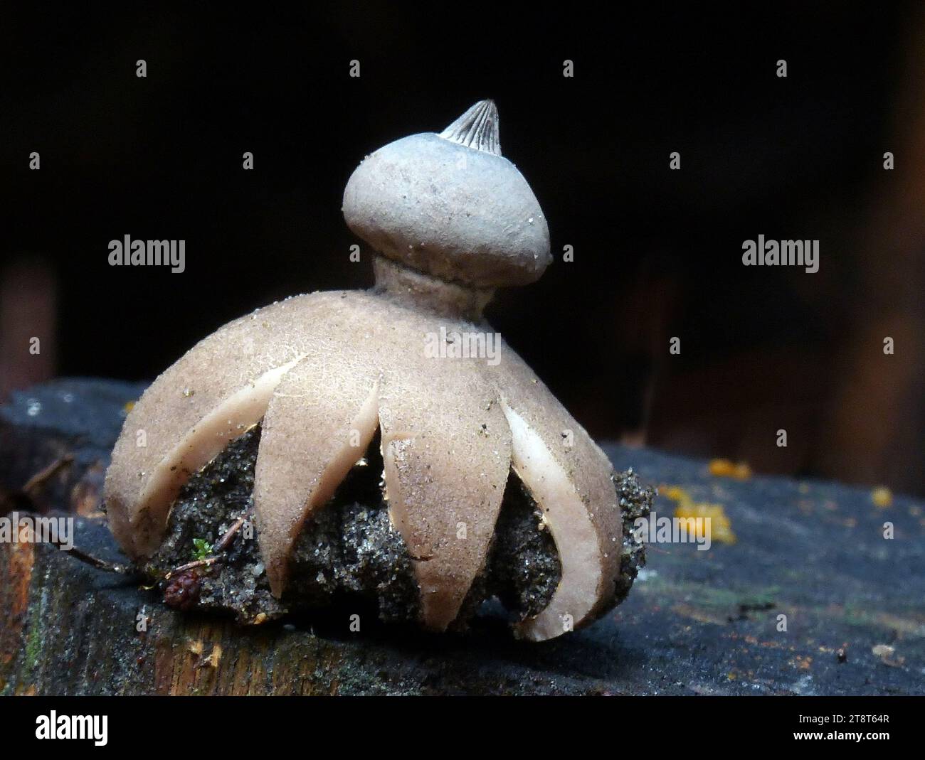 Clusters of fungi hi-res stock photography and images - Alamy