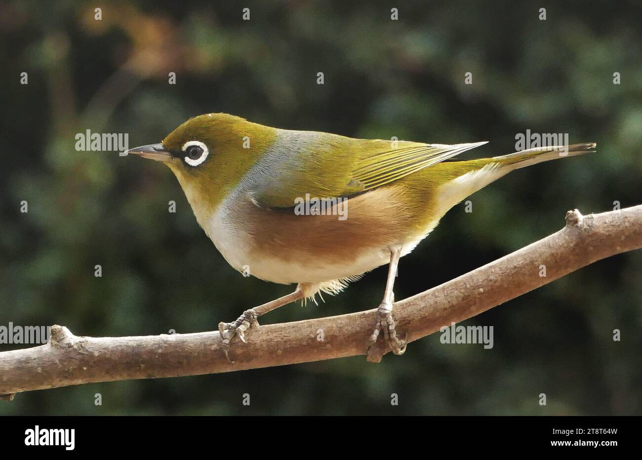 Entire family zosteropidae hi-res stock photography and images - Alamy