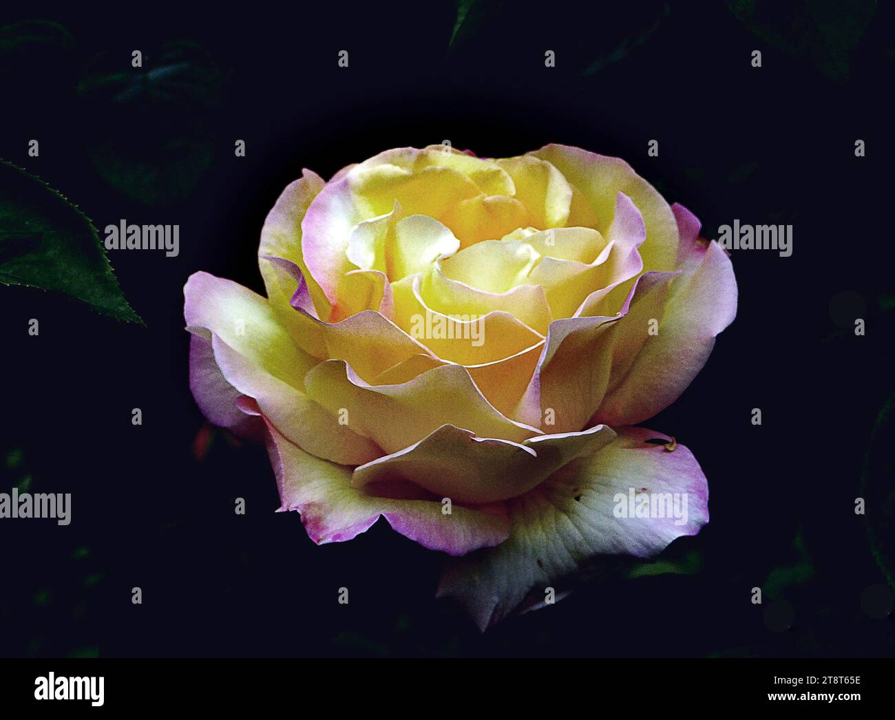 Rose Peace, The Peace rose, formally Rosa 'Madame A. Meilland', is a ...