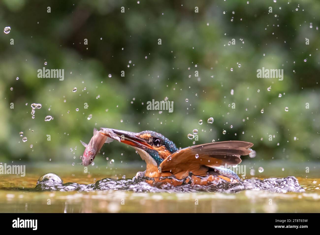 A Common Kingfisher taking off from the water to fly back to its perch ...