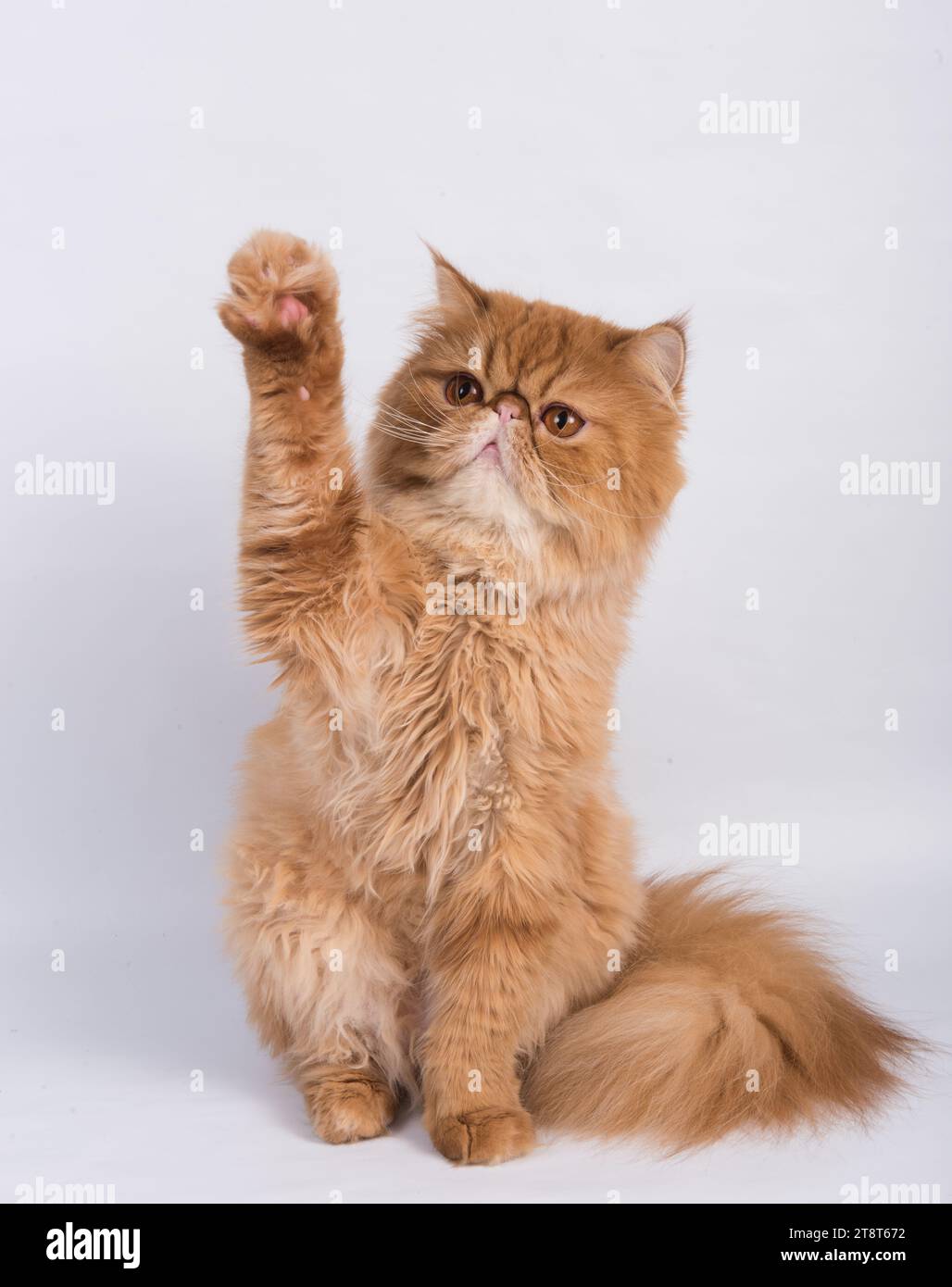 Persian Exotic Longhair cat is on white background. The cat raised his ...