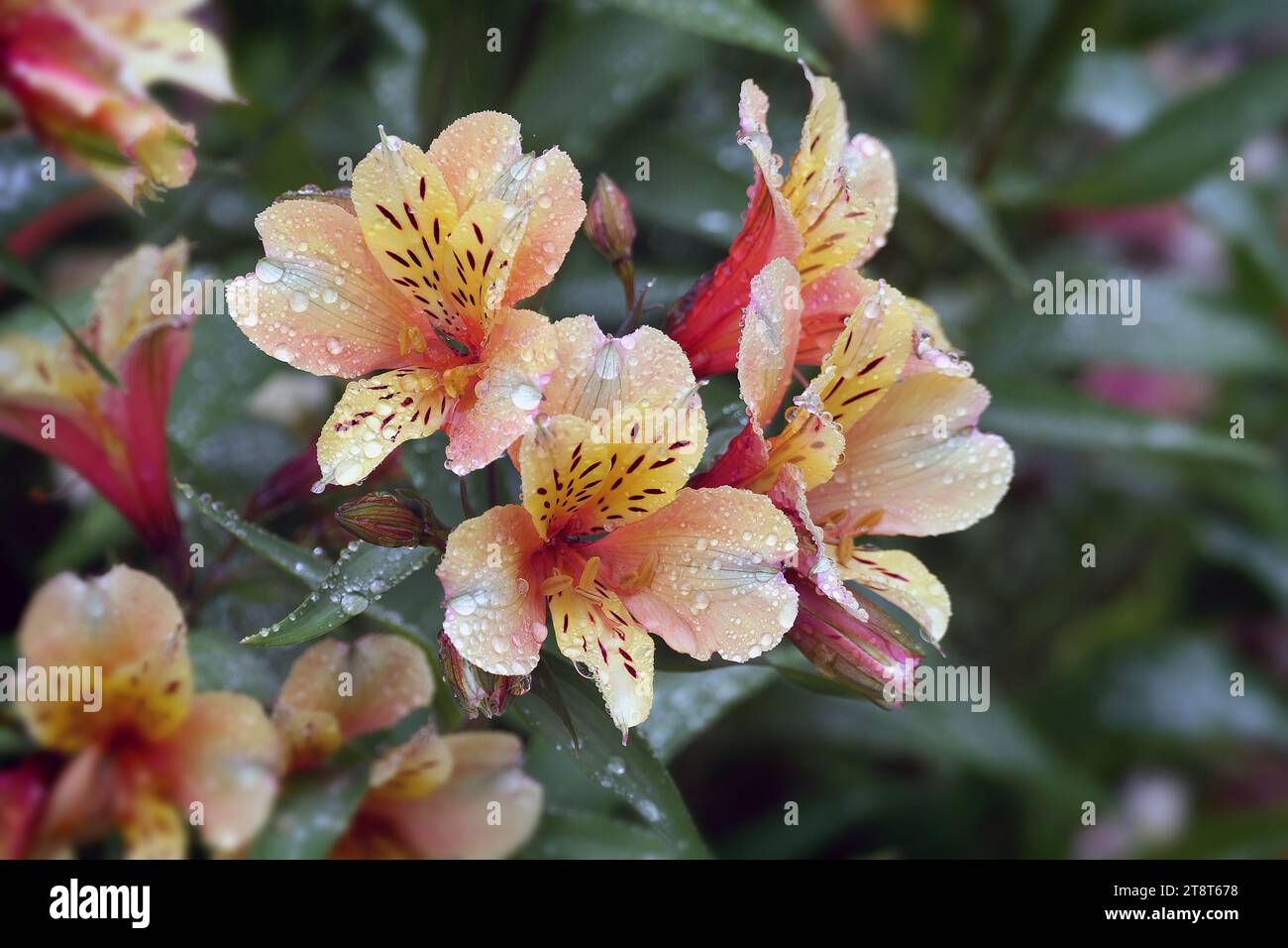 Peruvian Lilies (Alstroemeria), Alstroemeria, commonly called the ...