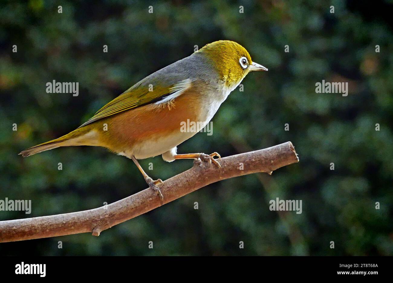 Silvereye, The silvereye or wax-eye is a very small omnivorous ...