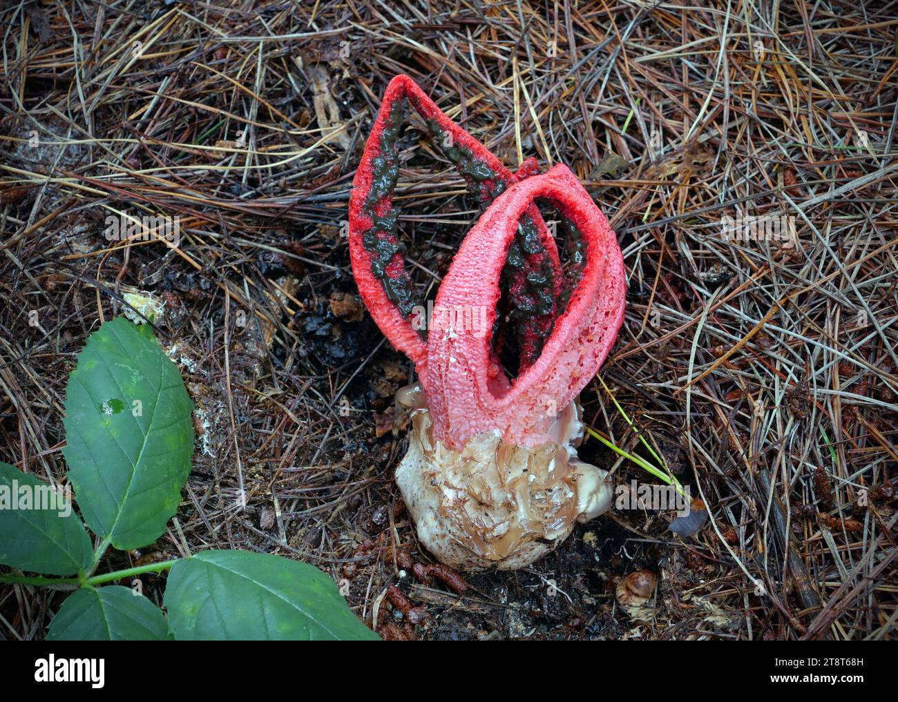 Octopus Fungi, Clathrus archeri, commonly known as octopus stinkhorn or ...
