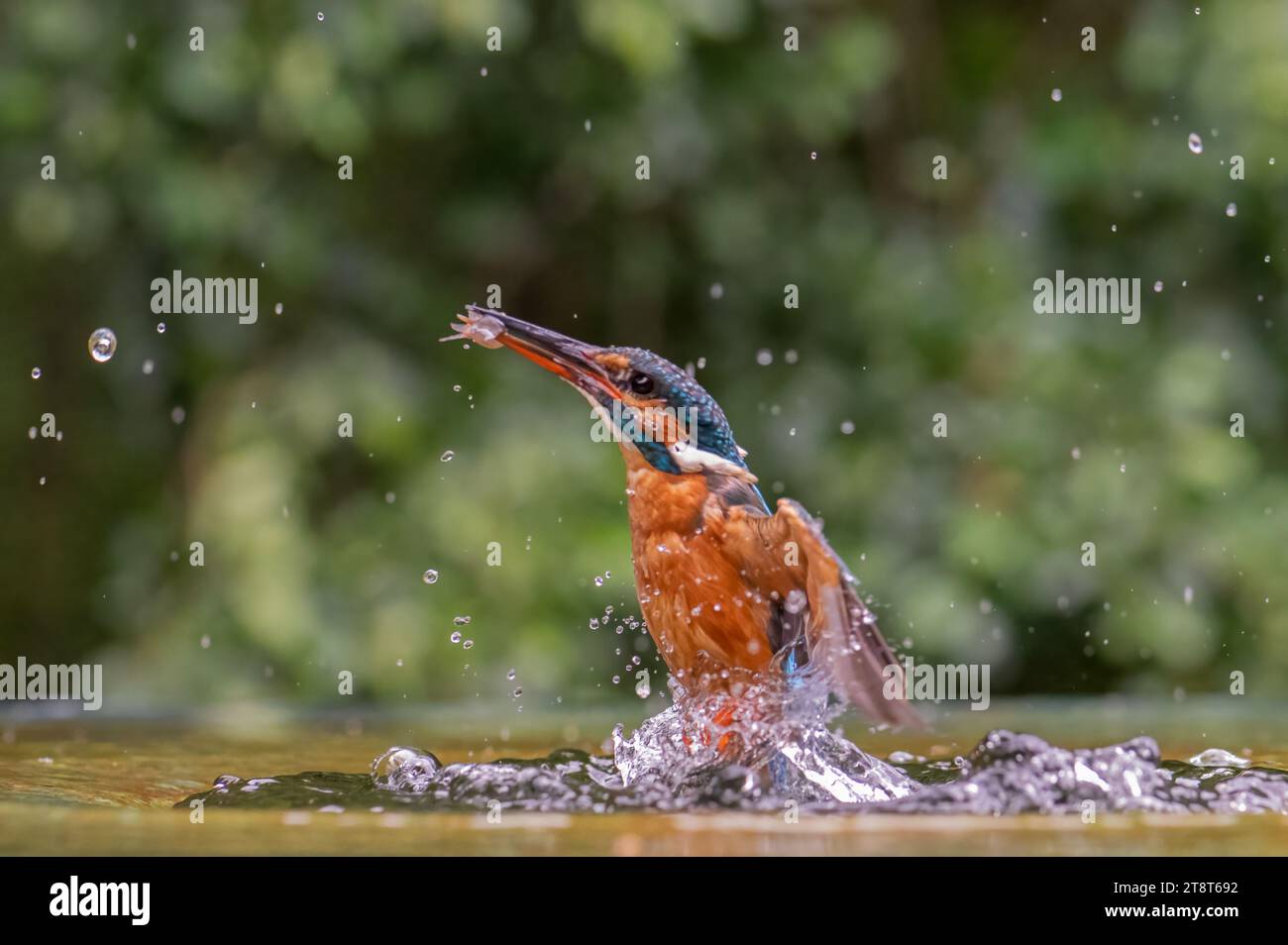 A Common Kingfisher taking off from the water to fly back to its perch ...