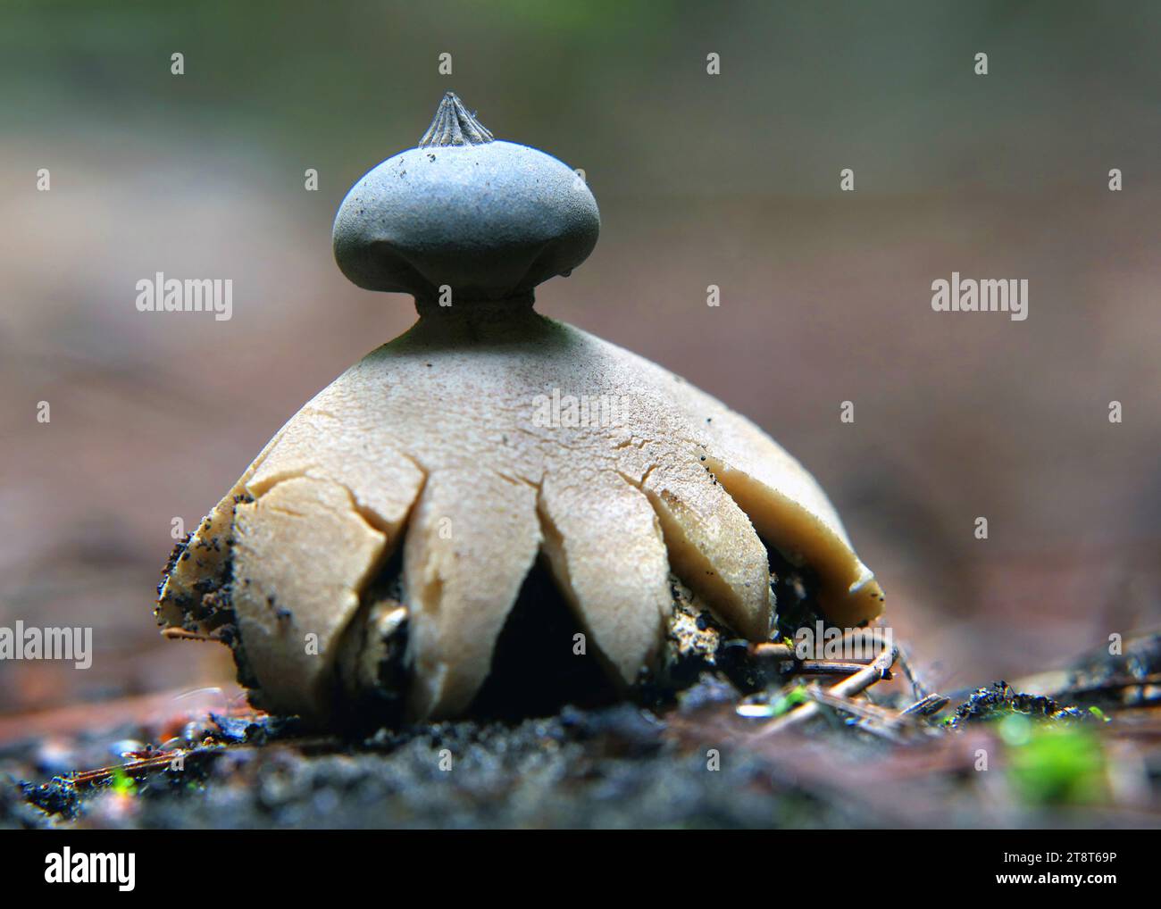 Earth star, Earthstars such as Geastrum velutinum, pictured here, grow ...