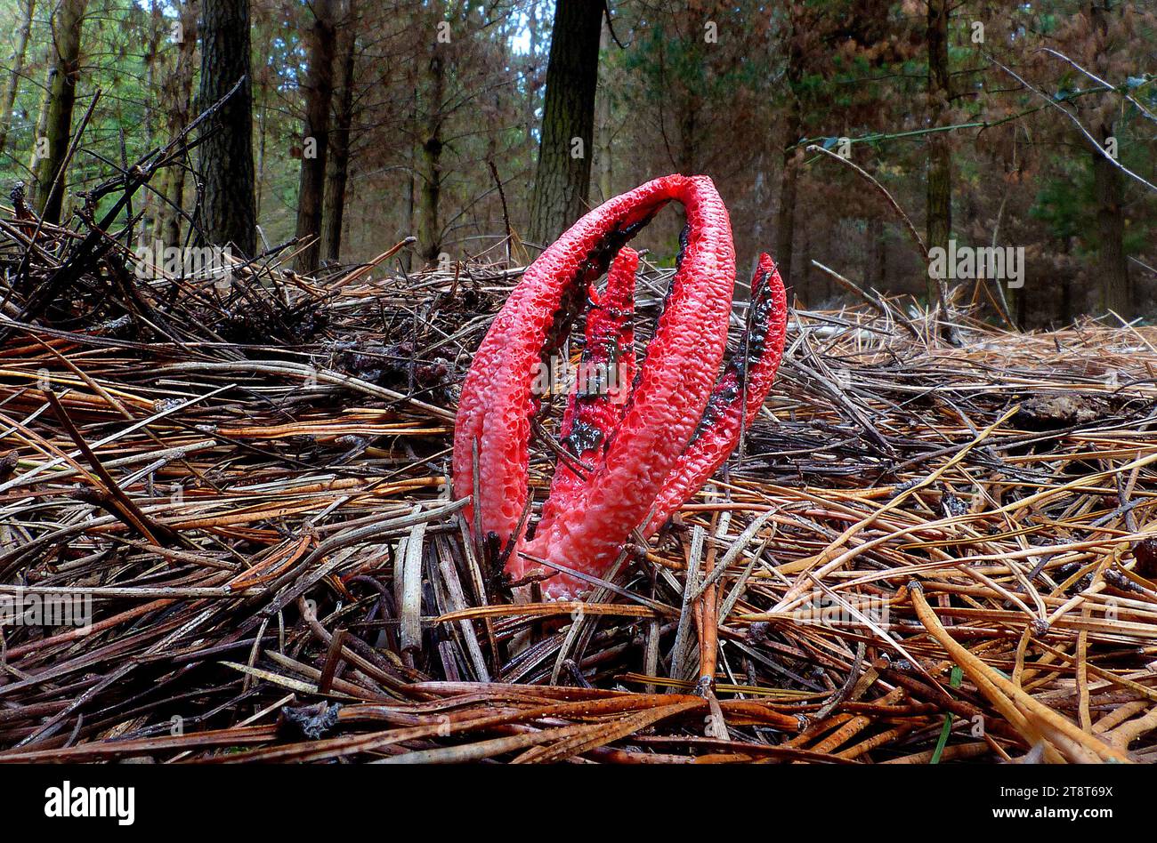 Octopus Fungus, Clathrus archeri, commonly known as octopus stinkhorn ...
