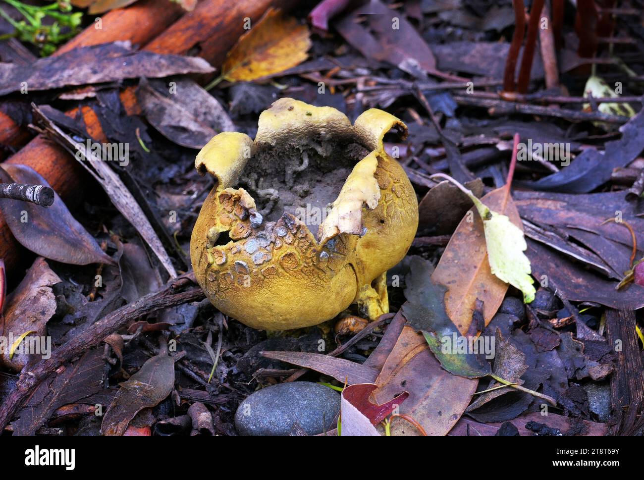Puffball spores hi-res stock photography and images - Alamy