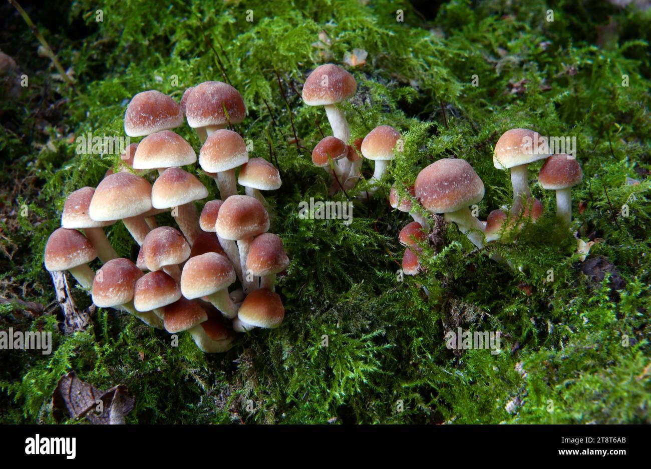 Hypholoma means mushrooms hi-res stock photography and images - Alamy