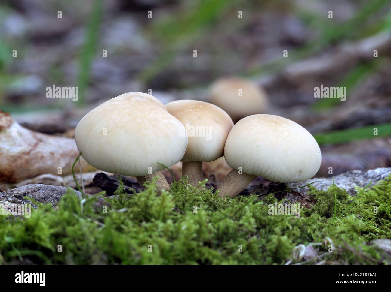 Golden milkcap fungus, Lactarius alnicola, commonly known as the golden ...