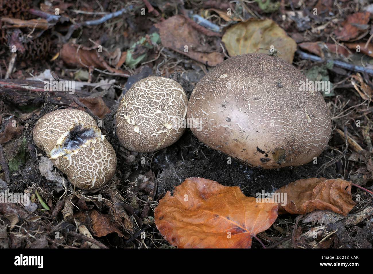 Puffballs, Puffballs are fungi, so named because clouds of brown dust ...
