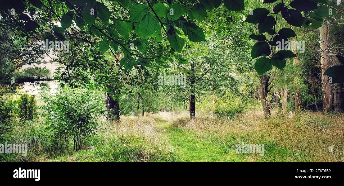 Woodland Glade, In the most general sense, a glade or clearing is an ...