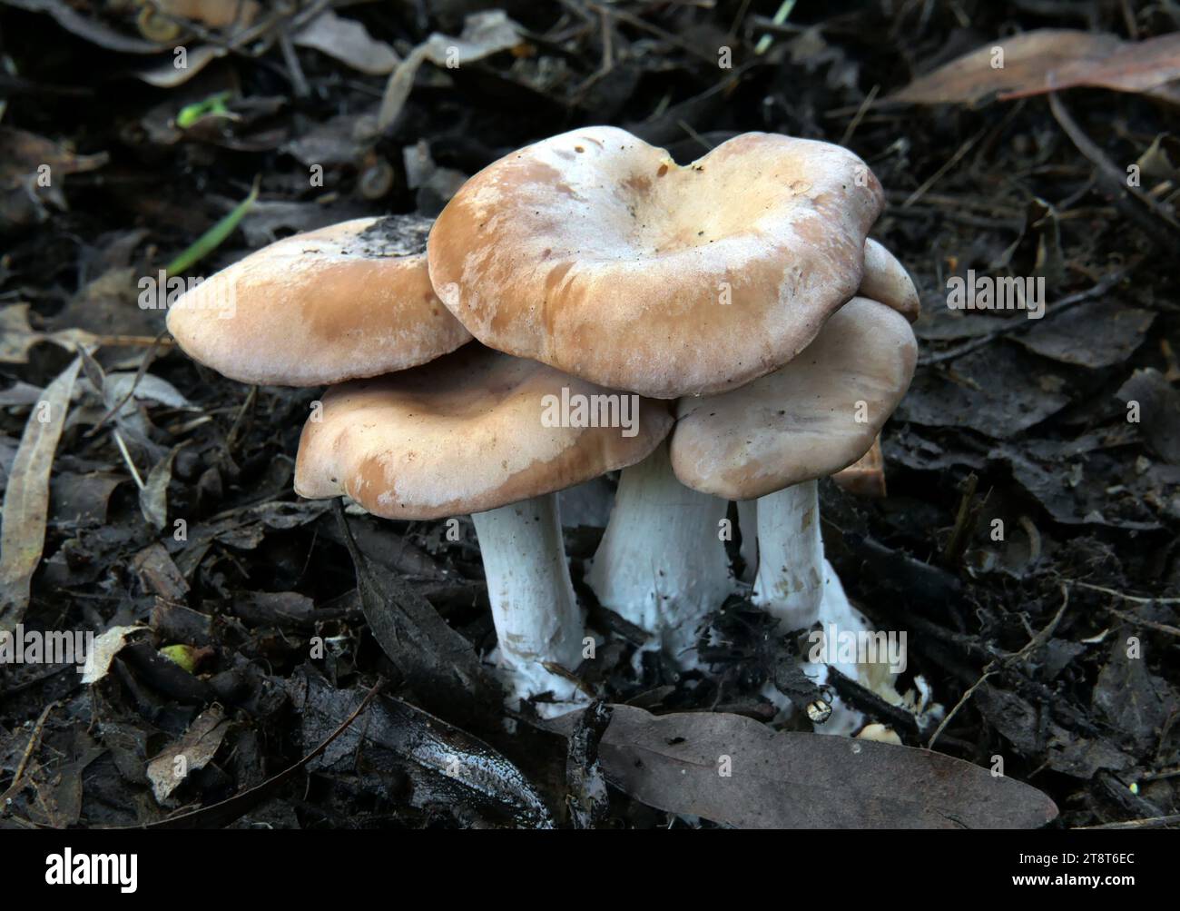 Lactarius alnicola, Lactarius alnicola, commonly known as the golden ...
