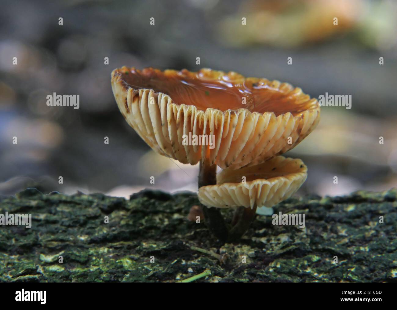 Cortinarius sp, Cortinarius is a globally distributed genus of ... Cortinarius sp, Cortinarius is a globally distributed genus of ...