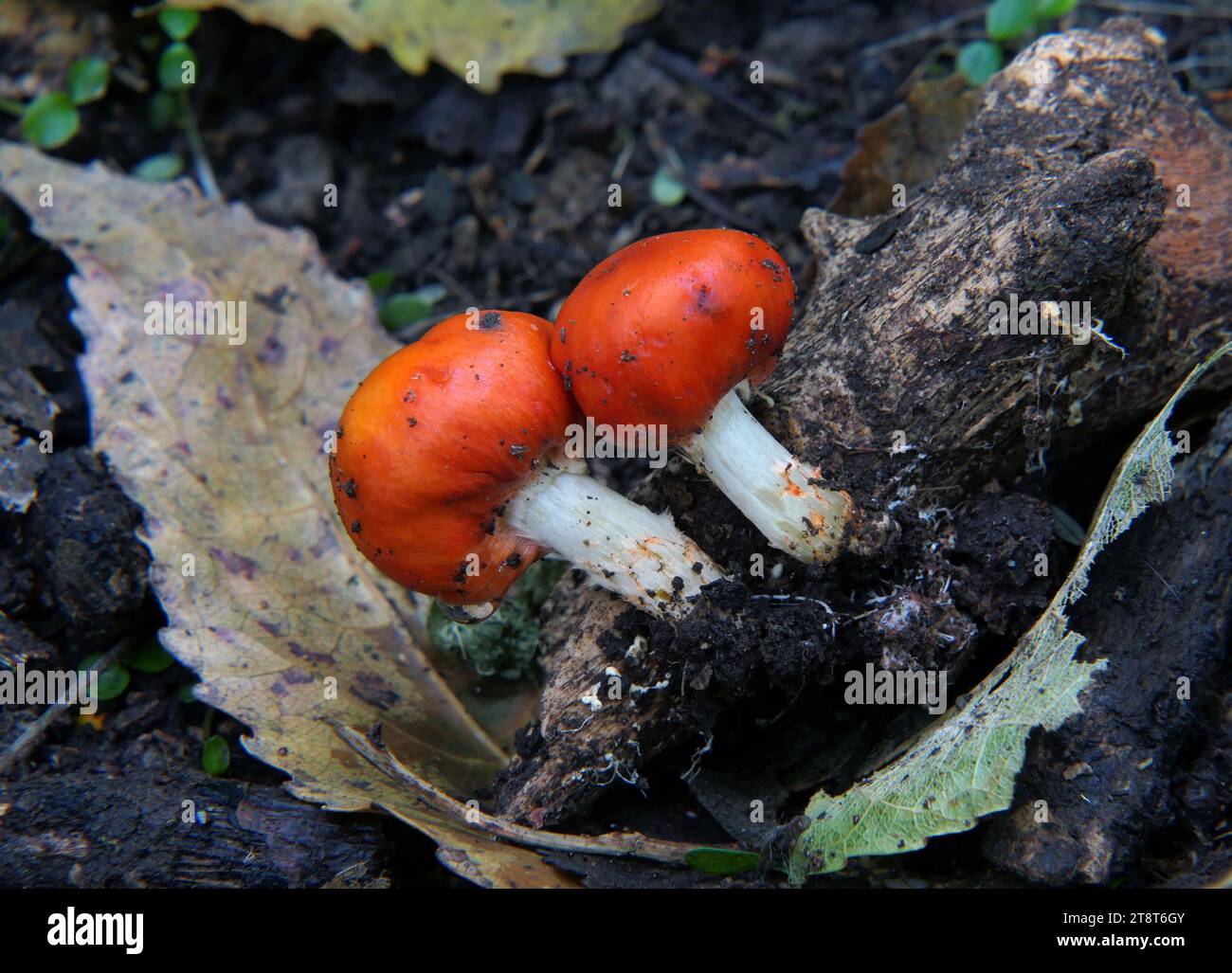 Scarlet Pouch Leratiomyces erythrocephalus, Leratiomyces ...