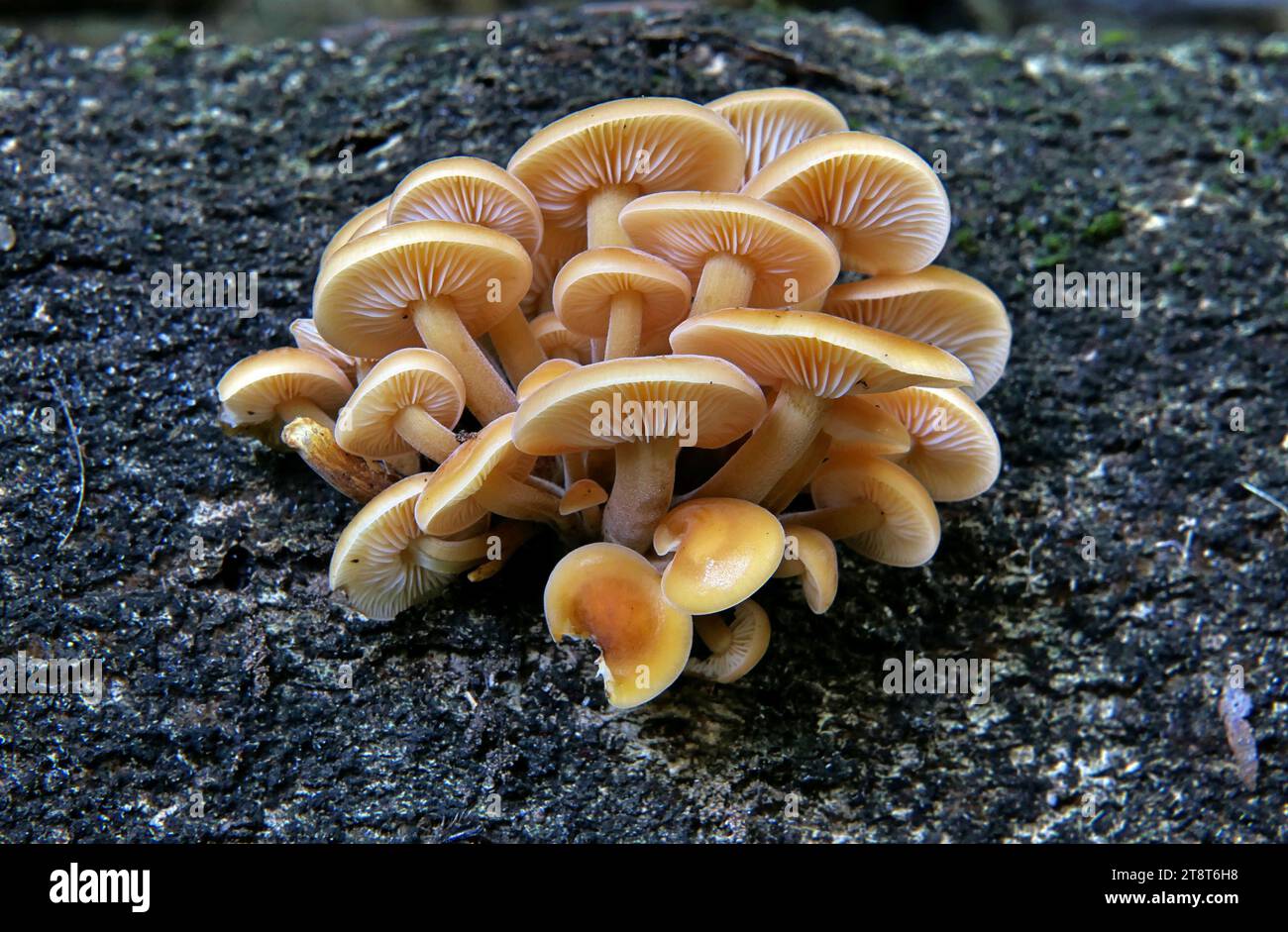 Flammulina velutipes, This small to medium sized saprobic fungus fruits ...