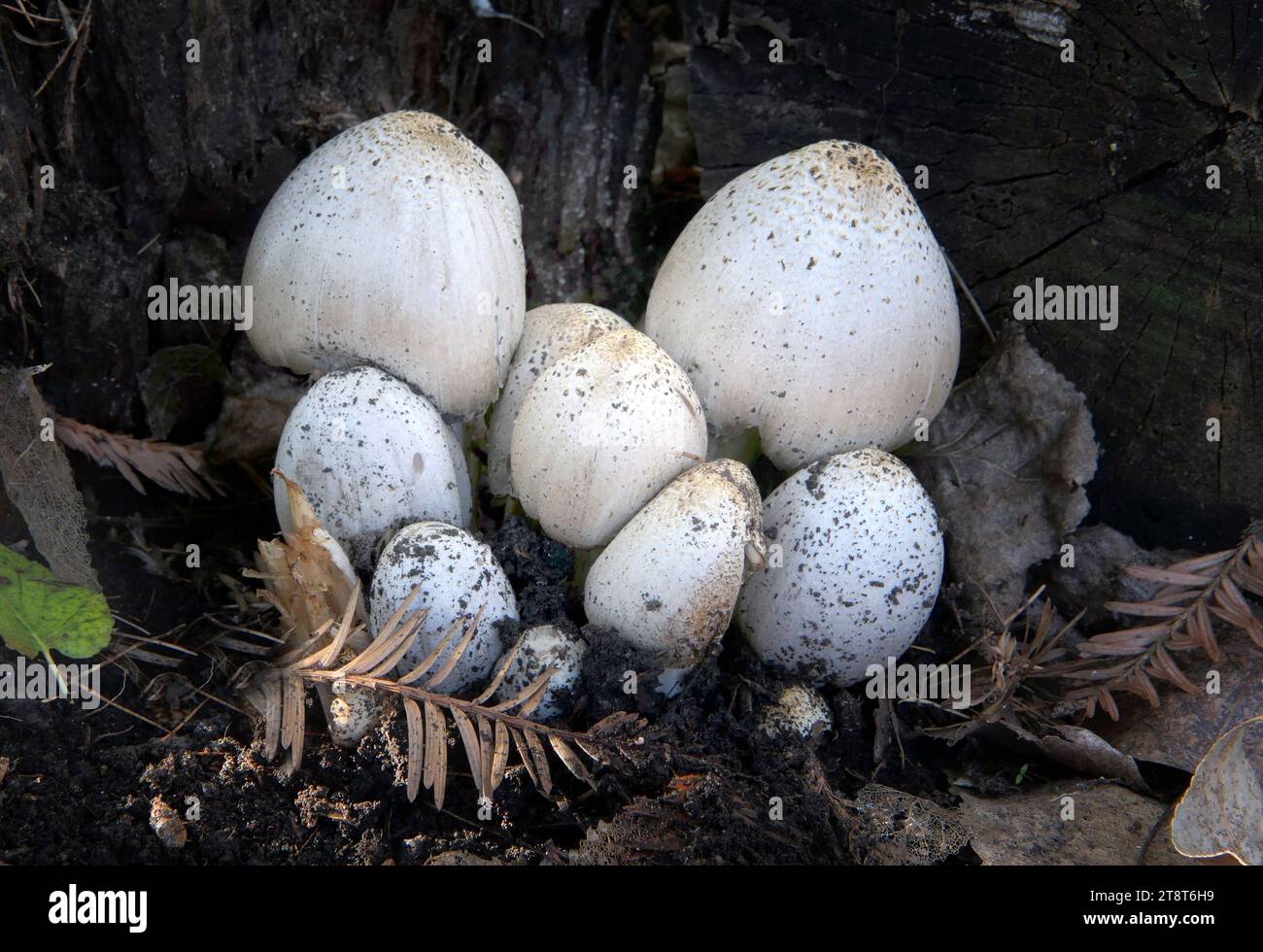 Previous member hi-res stock photography and images - Alamy