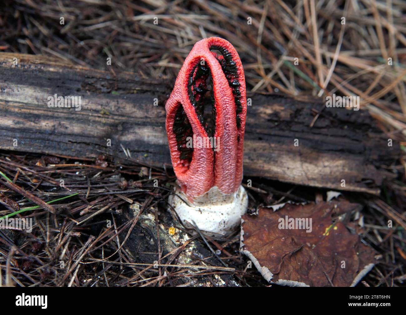 Clathrus archeri, Clathrus archeri, commonly known as octopus stinkhorn ...