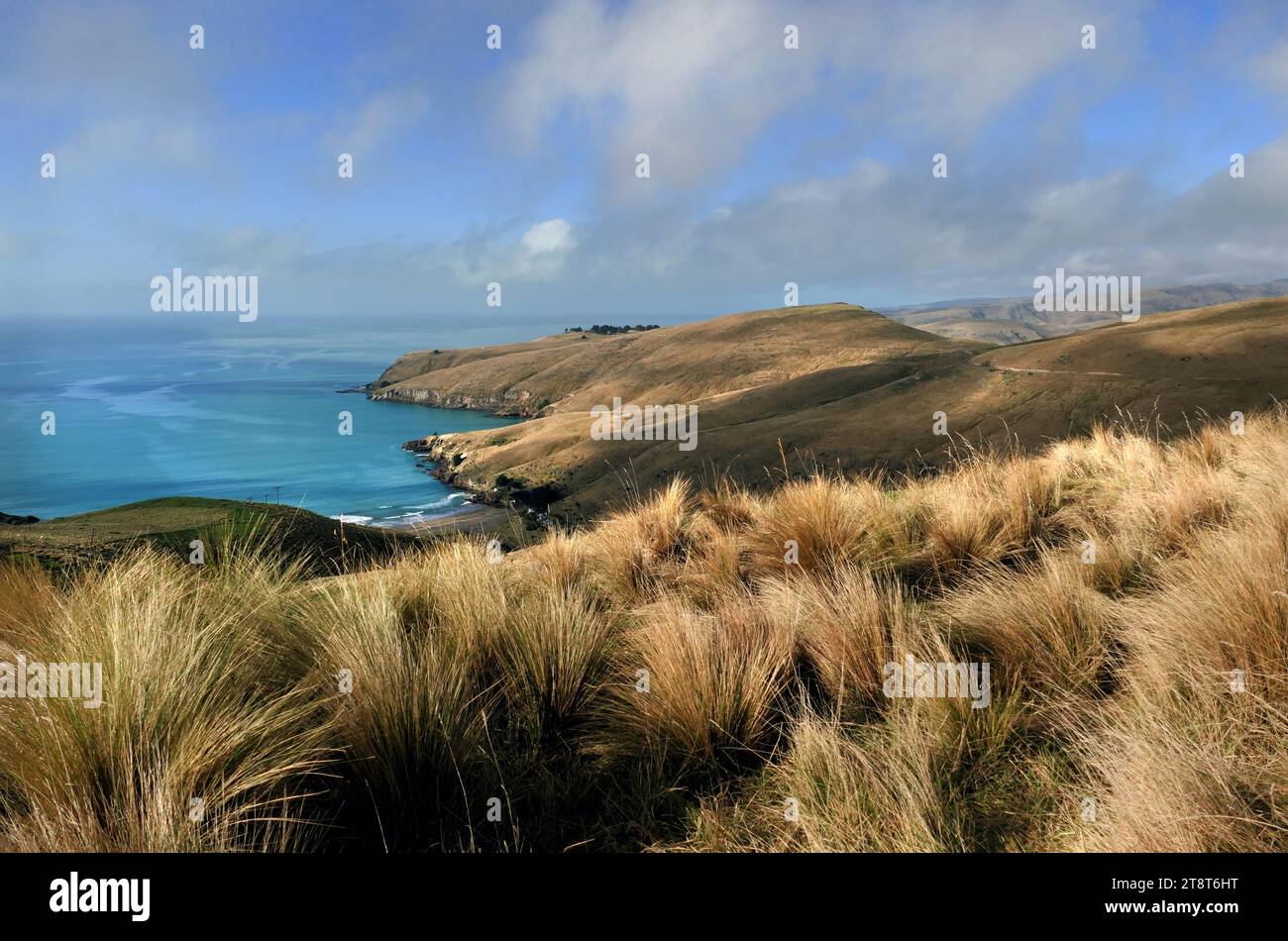Godley Head Banks Peninsula, Banks Peninsula is a peninsula of volcanic ...